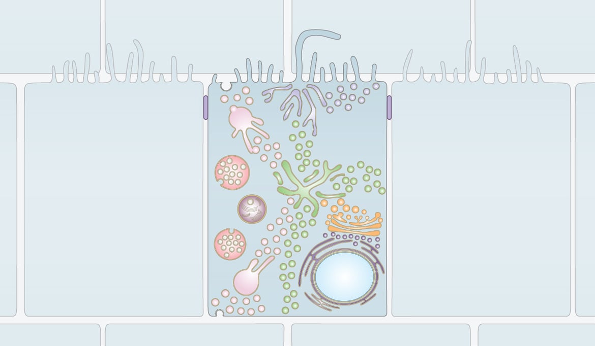 Neuroscience | Integrated cryo-CLEM solutions for neuroscience