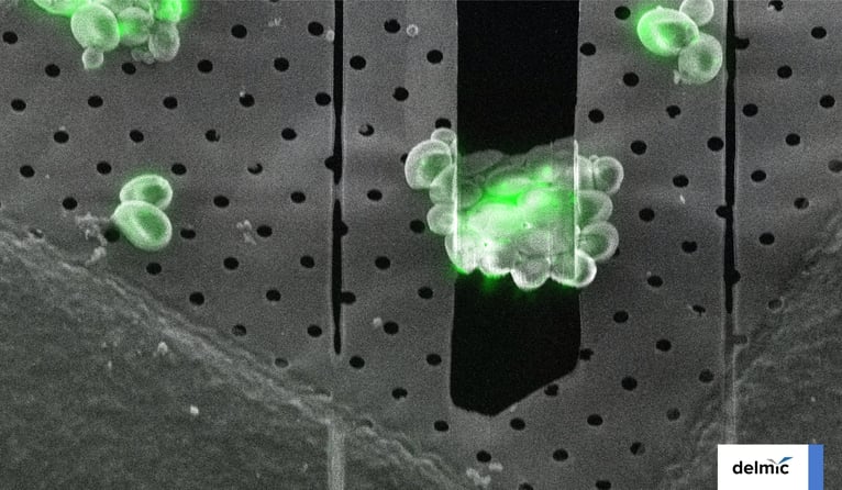 Acquire Powerful Insights for Life Science Research | Delmic