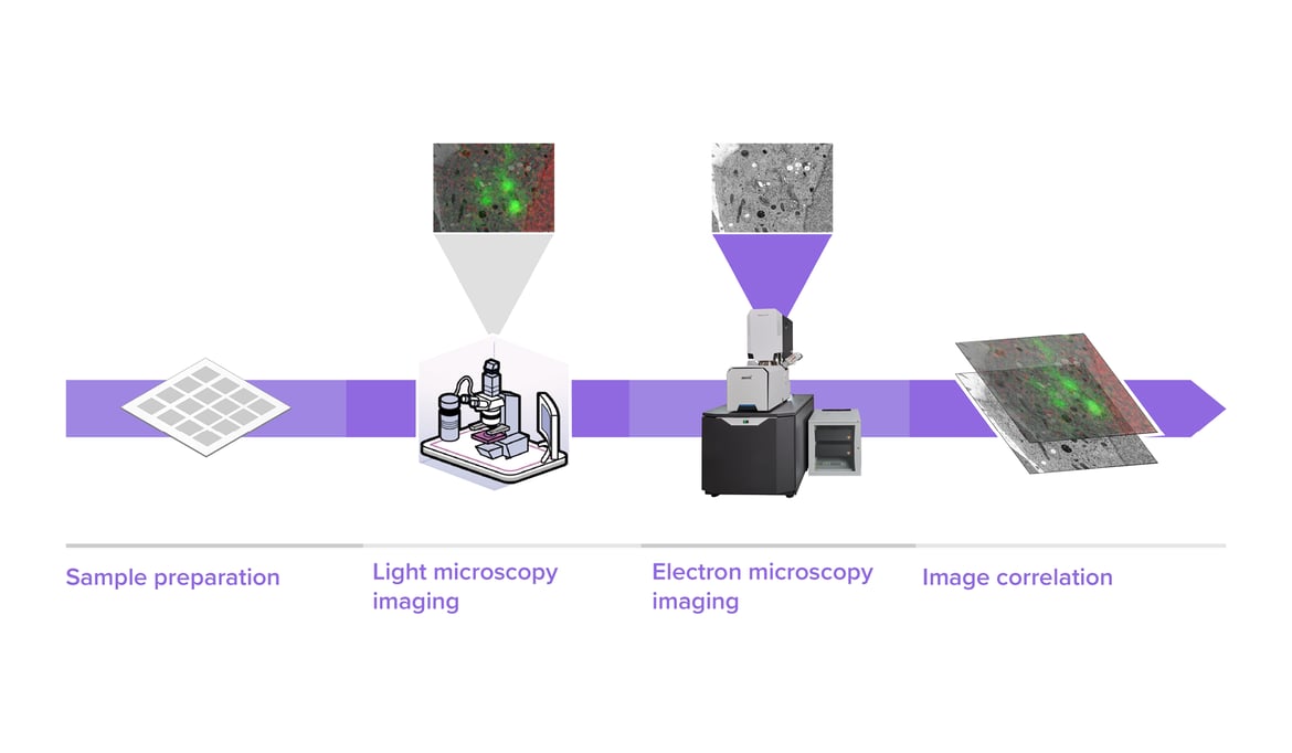 FAST-EM | Ultra-fast automated multibeam electron microscope
