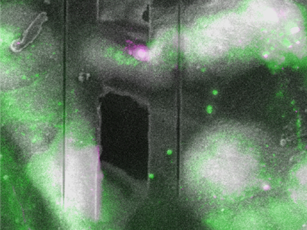 Cell Biology | Study cellular processes in a streamlined cryo-ET workflow