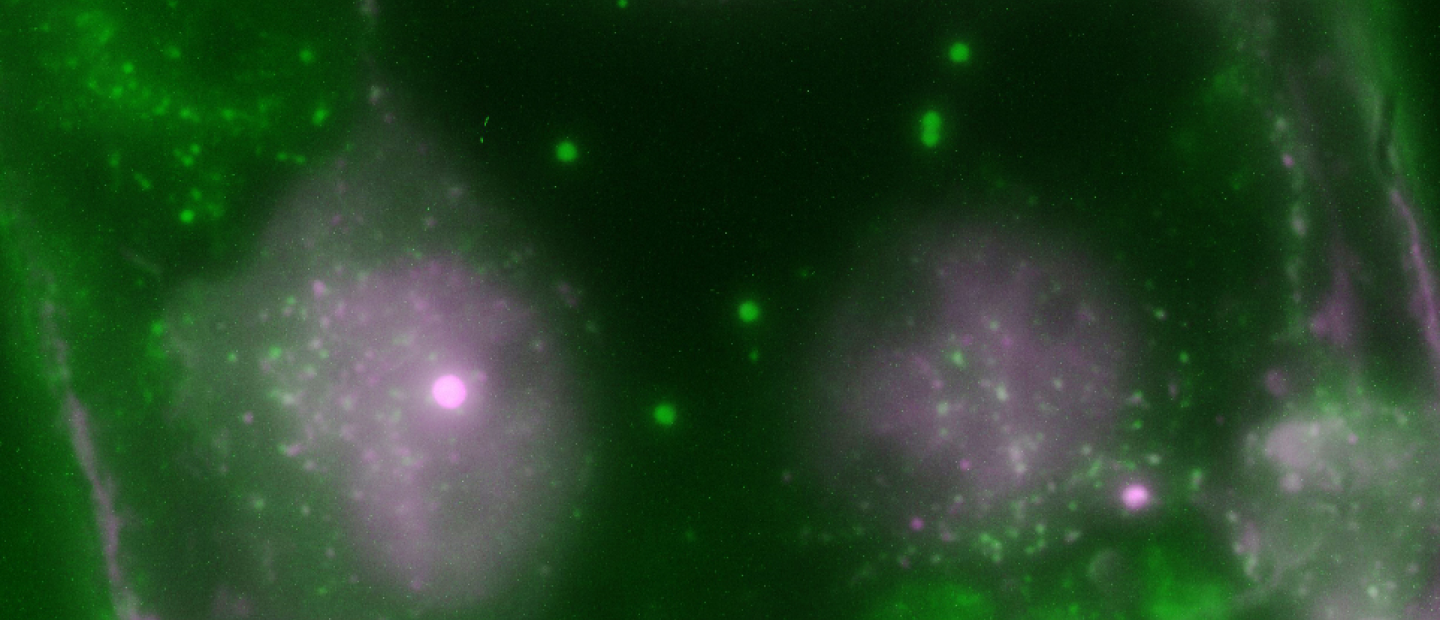 Life sciences | Gain new insights into biological samples