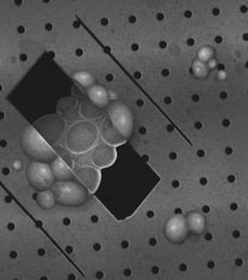 CERES Ice Defence System | Minimize ice contamination in cryo-EM workflow
