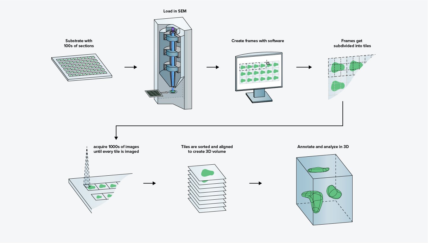 Neuroscience | High-throughput EM for neuroscience