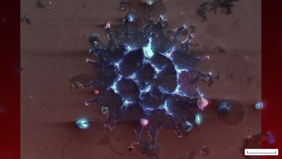 SECOM | Ultrastructure and fluorescence imaging in one CLEM system