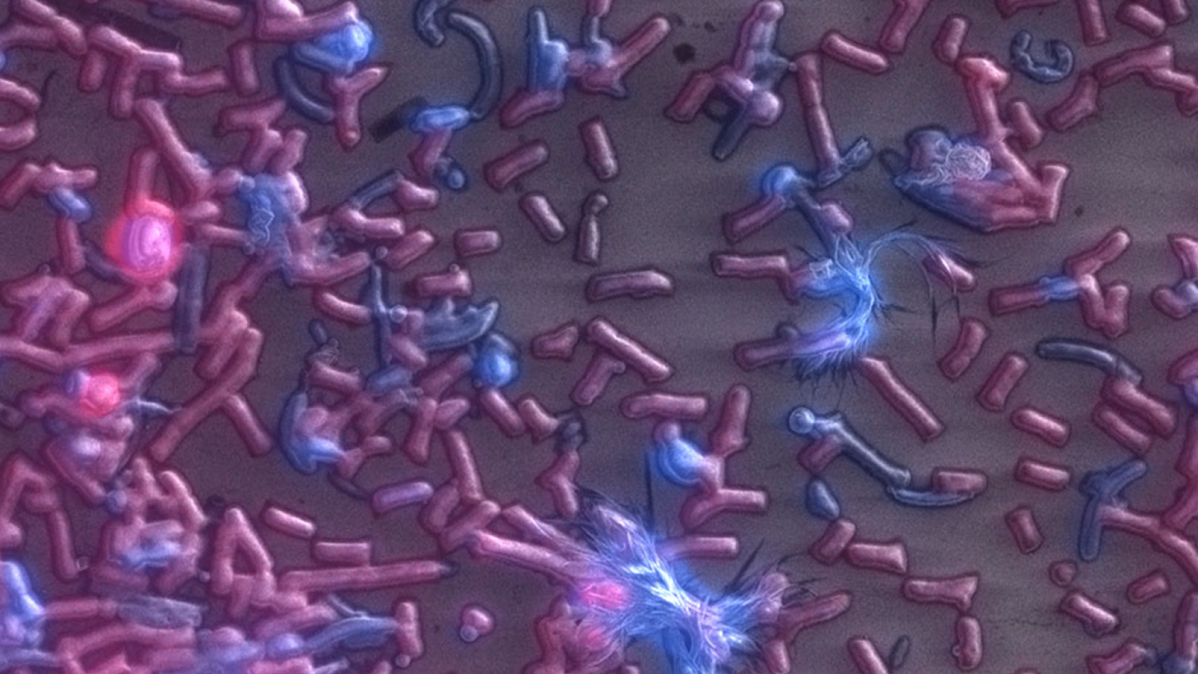 SECOM | Ultrastructure and fluorescence imaging in one CLEM system